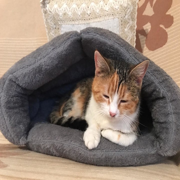 Just 25 Products That’ll Upgrade Your Cat’s Routine