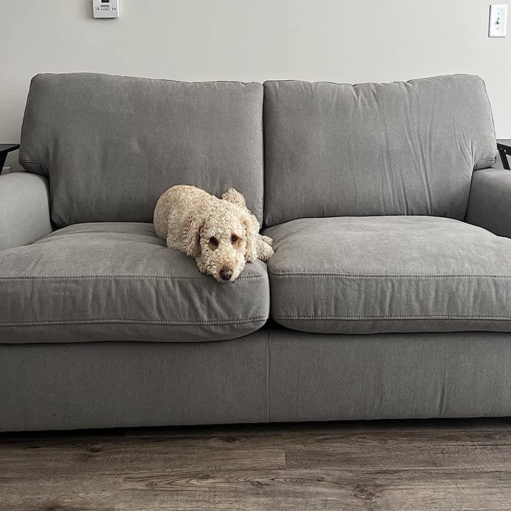 14 Best Pet-Friendly Couches To Buy In 2023