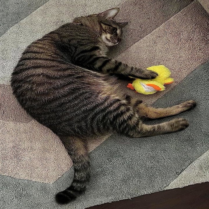 Just 25 Products That’ll Upgrade Your Cat’s Routine