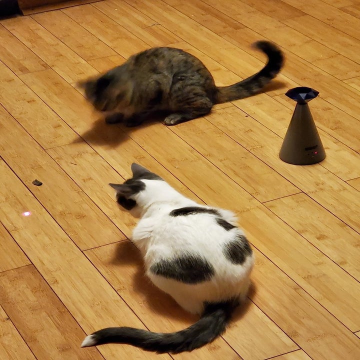 Just 25 Products That’ll Upgrade Your Cat’s Routine