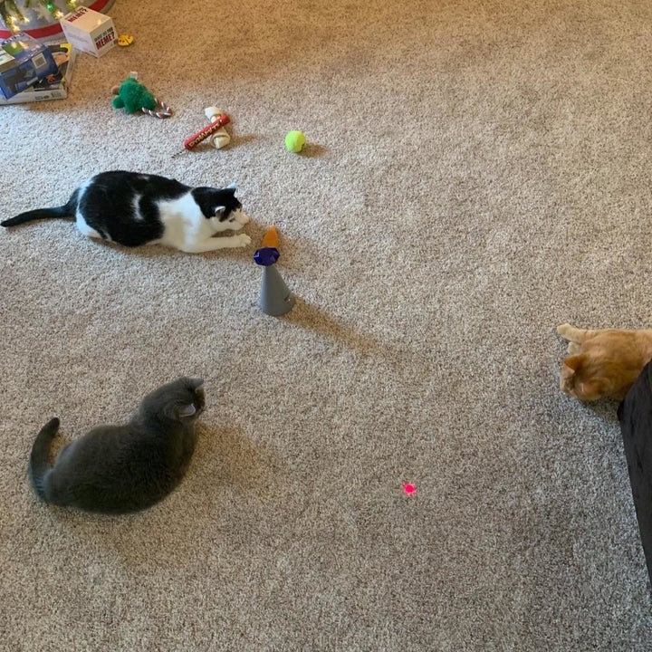 Just 25 Products That’ll Upgrade Your Cat’s Routine