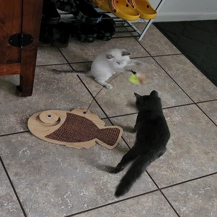 Just 25 Products That’ll Upgrade Your Cat’s Routine