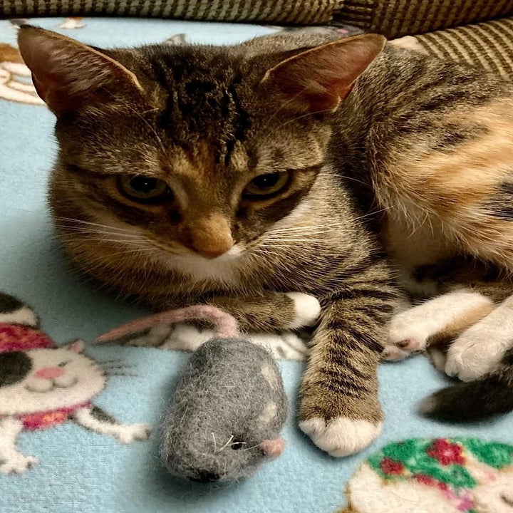 Just 25 Products That’ll Upgrade Your Cat’s Routine