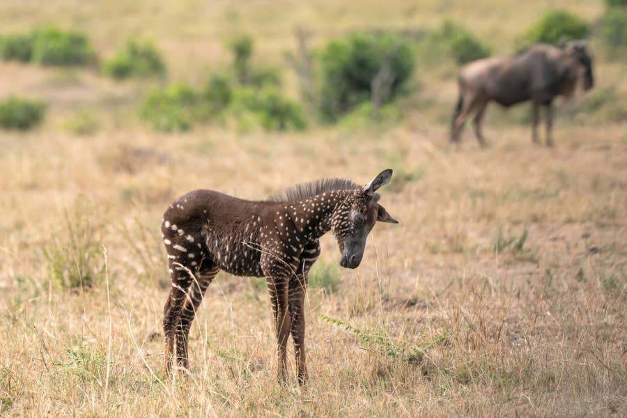 different coloured animals