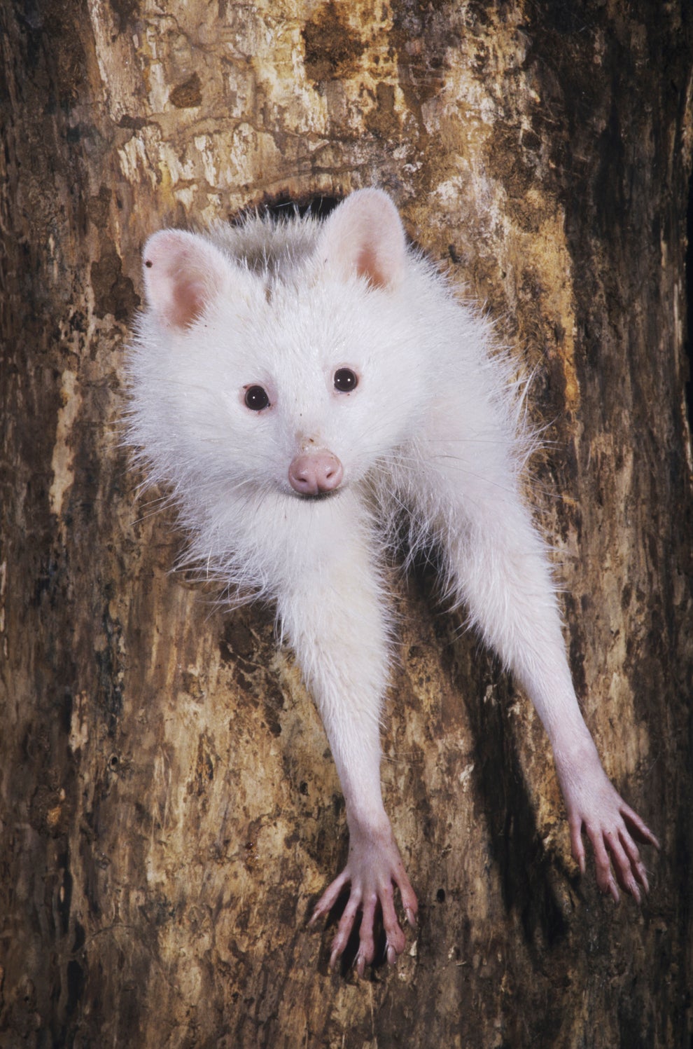 Animals In Different Colors Than Usual