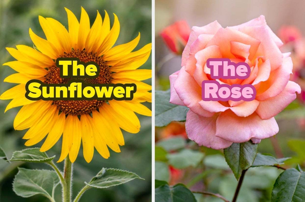 The Flower Quiz