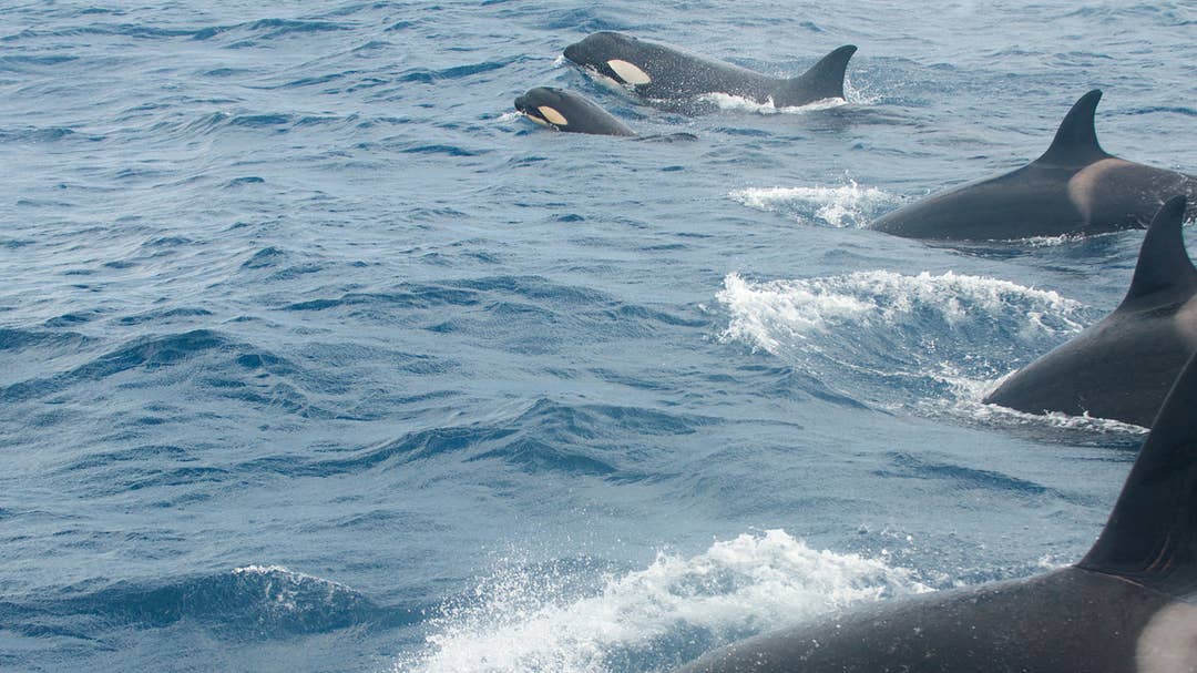 Stranded Sailor Says Killer Whales That Took Out Rudders Were ‘Playful ...