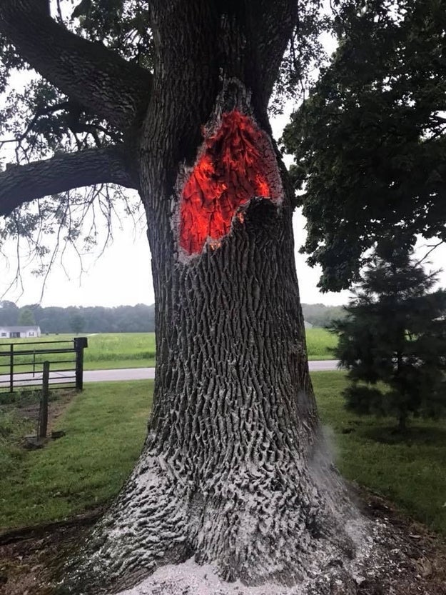 Lightning Strike Tree Scar