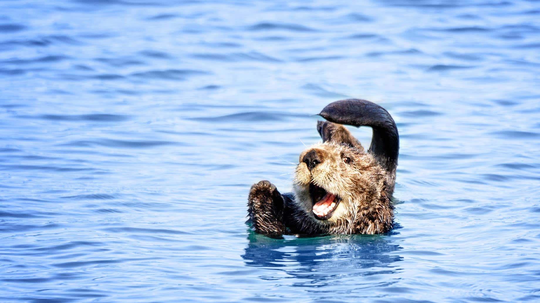 Authorities Aim to Apprehend Sea Otter Targeting Surfers | Complex