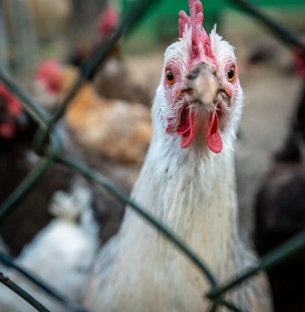 Zayn Malik Got Emotional Recalling His Pet Chicken's Sad Death