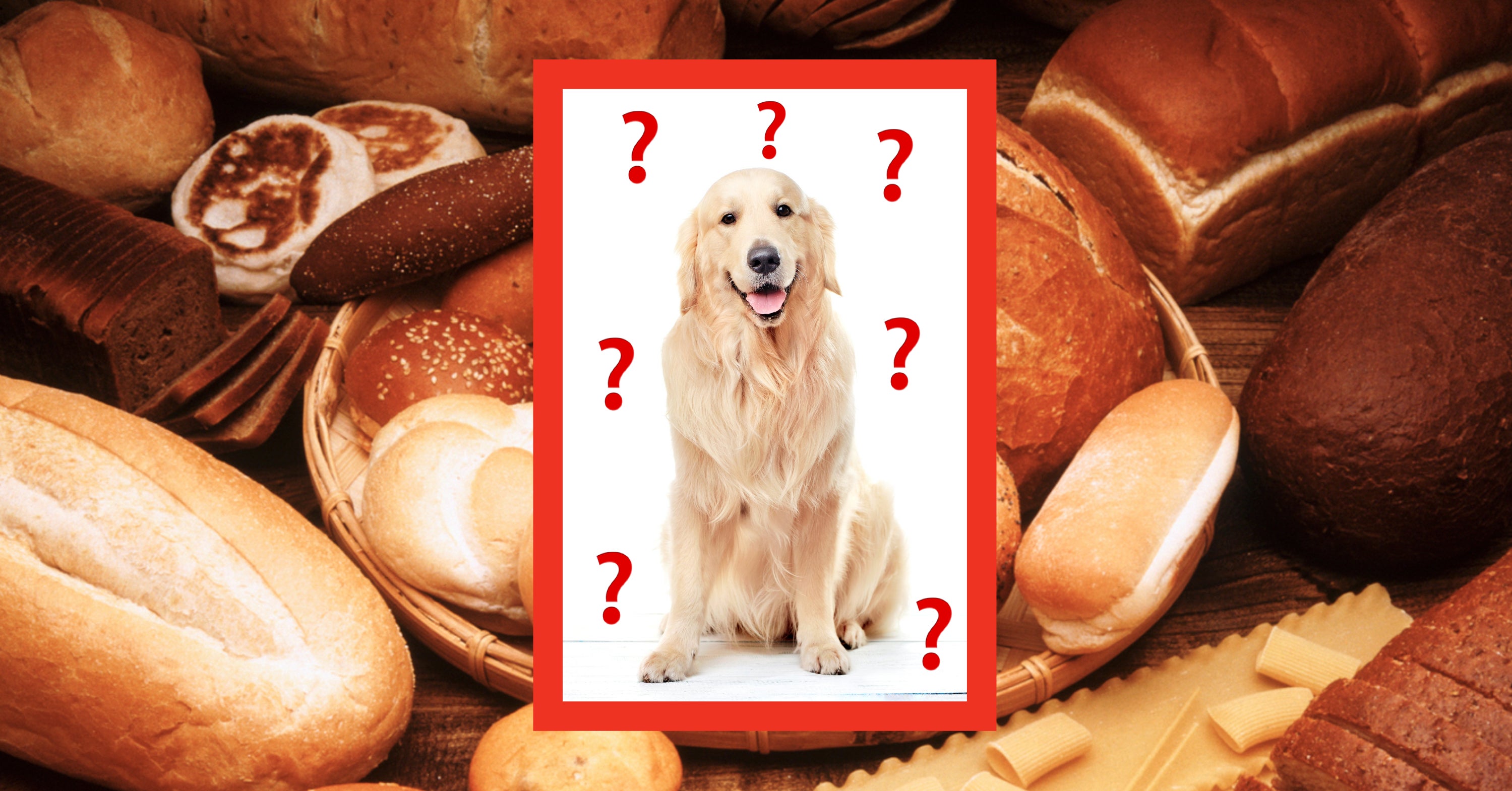 Discover Your Dog Breed Based on Your Bread Preferences