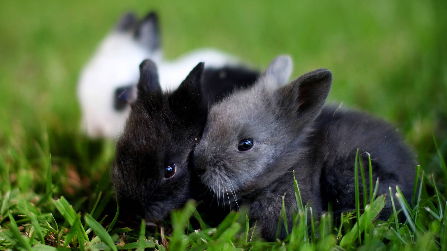 Florida Suburb Invaded by Lionhead Rabbits | Complex