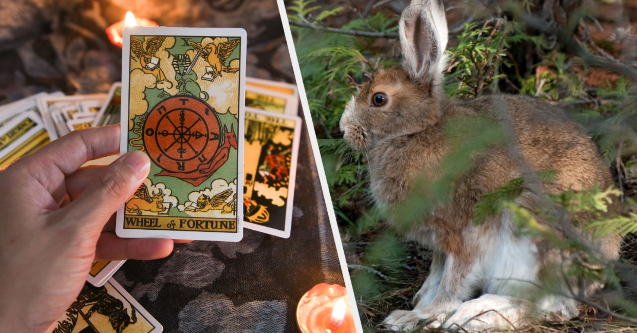 Your Inner Woodland Animal Is Guiding You Through Life, But Which ...