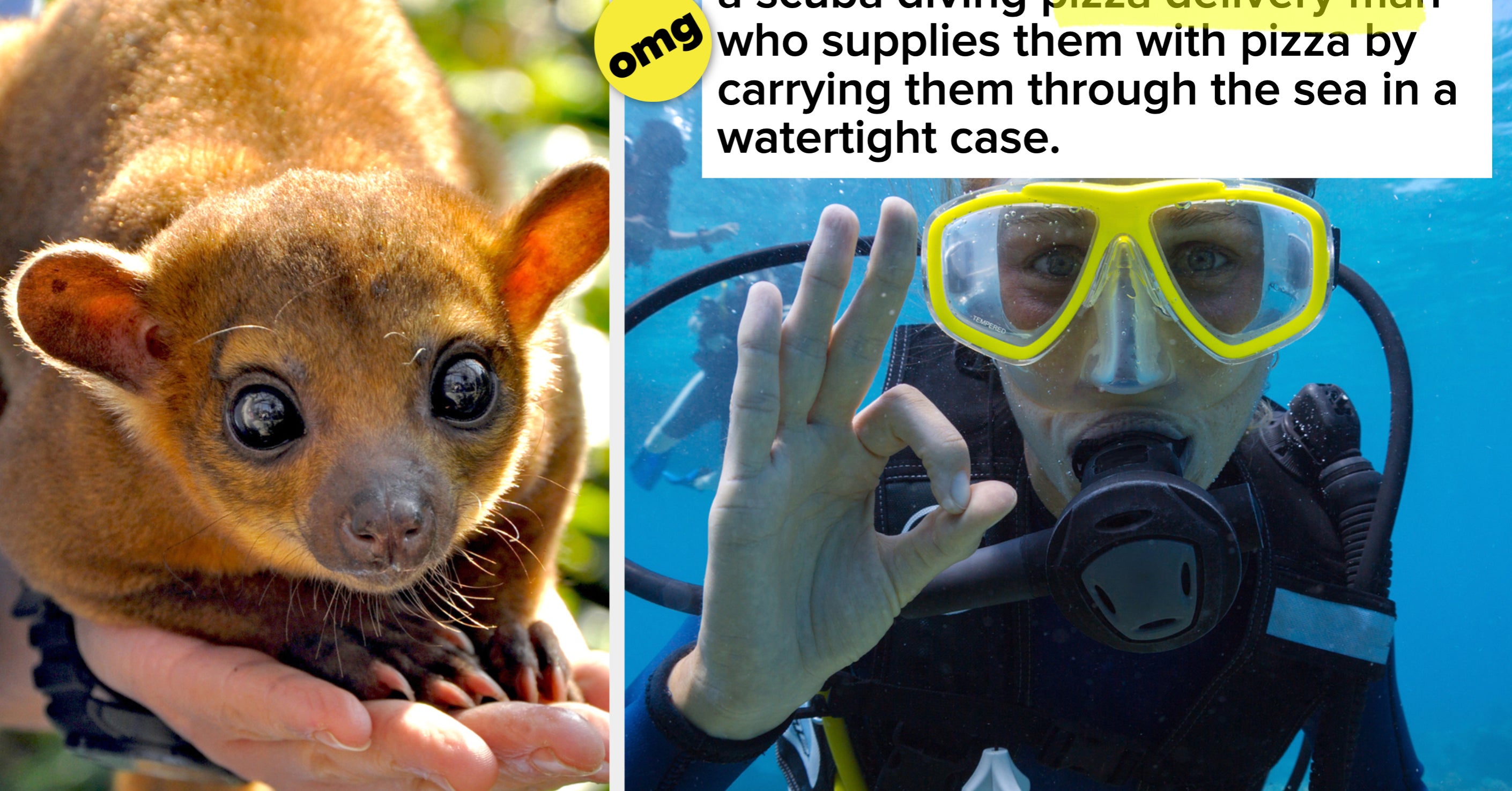 This A-Z Animal Quiz Will Reveal Which Fun Job You Should Have