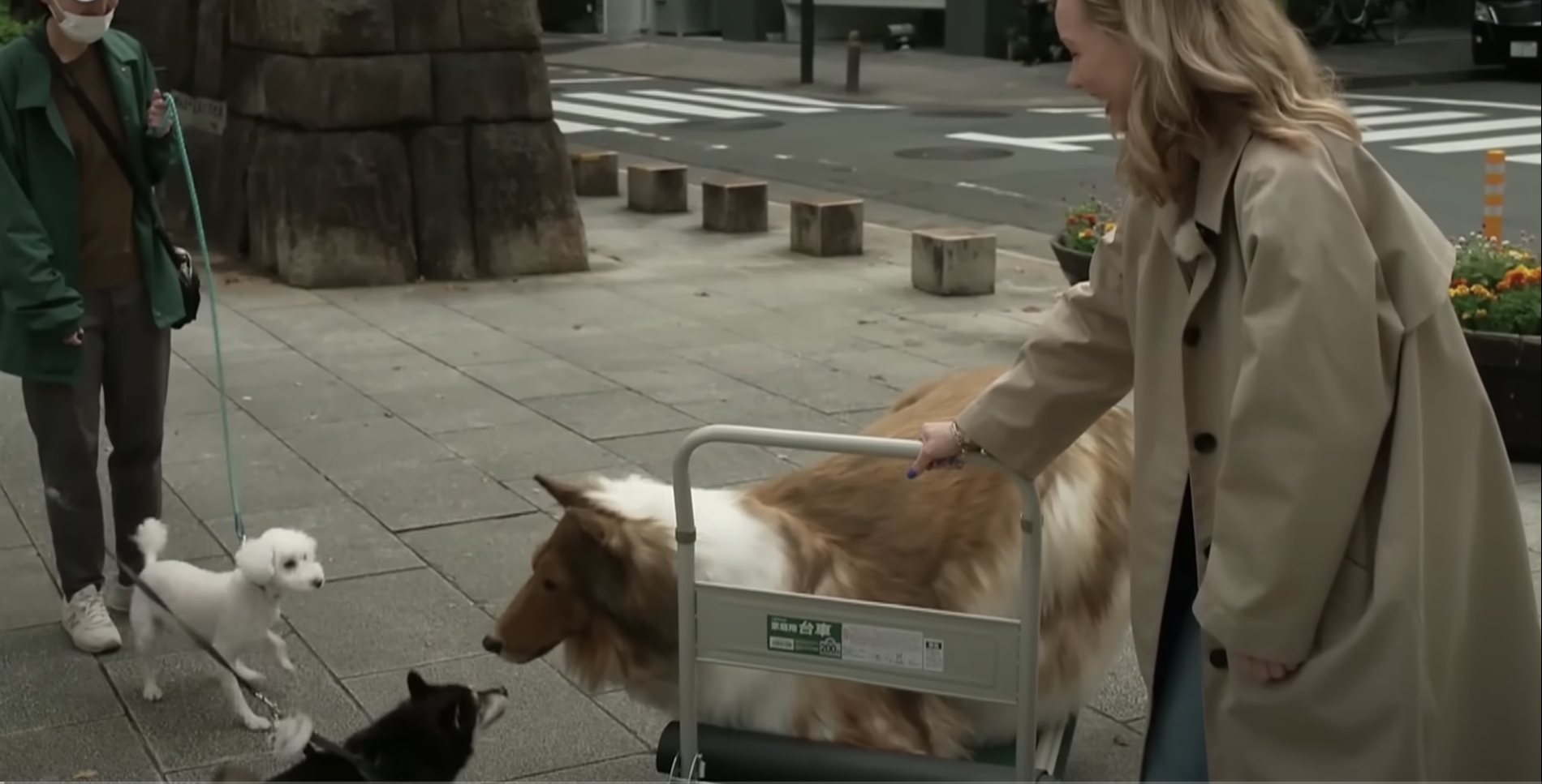 Viral Video: Man's Lifelike Collie Suit Transforms Him Into Animal