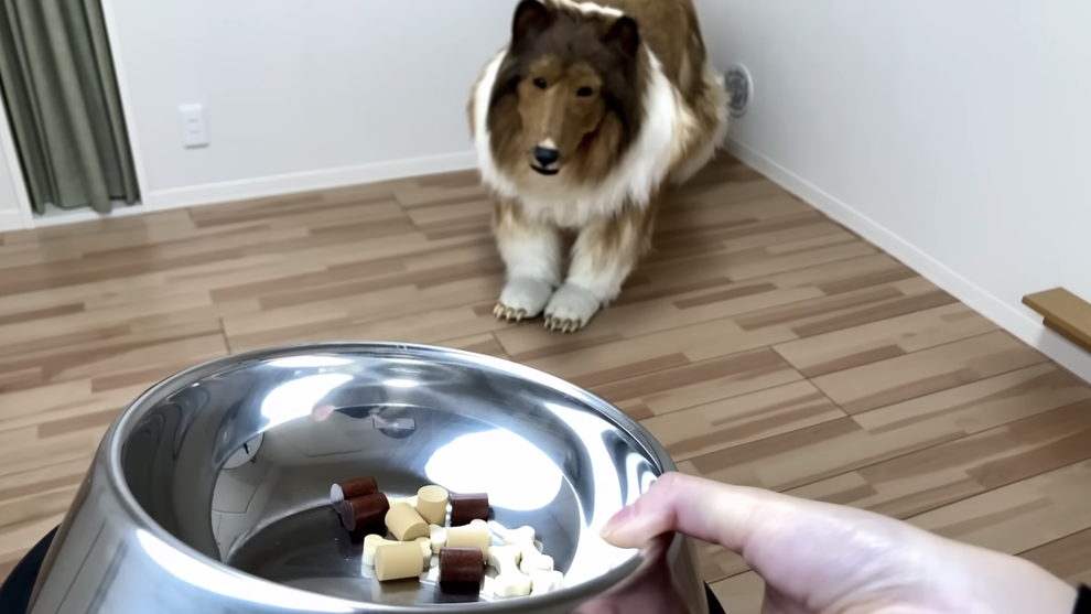 Viral Video: Man's Lifelike Collie Suit Transforms Him Into Animal