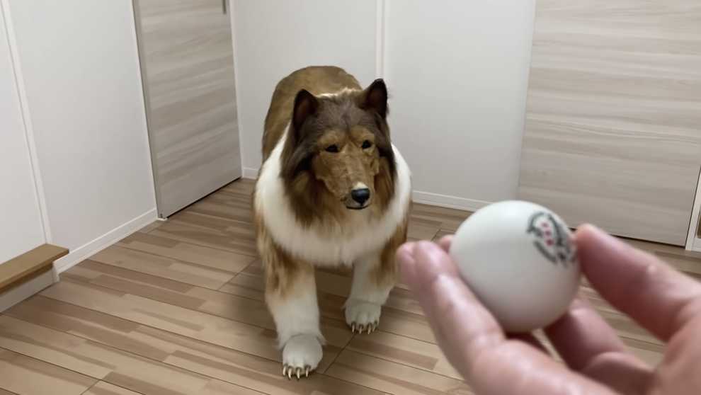 Viral Video: Man's Lifelike Collie Suit Transforms Him Into Animal