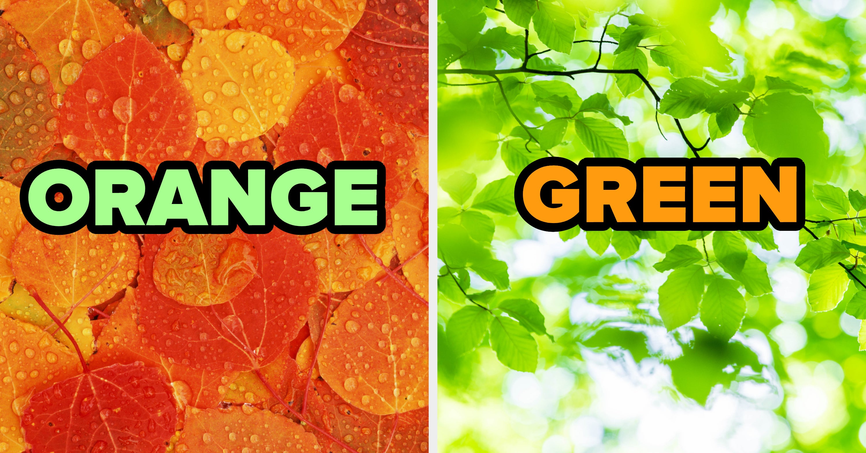 Everybody's Personality Matches A Different Leaf Color — Let's Find Out ...