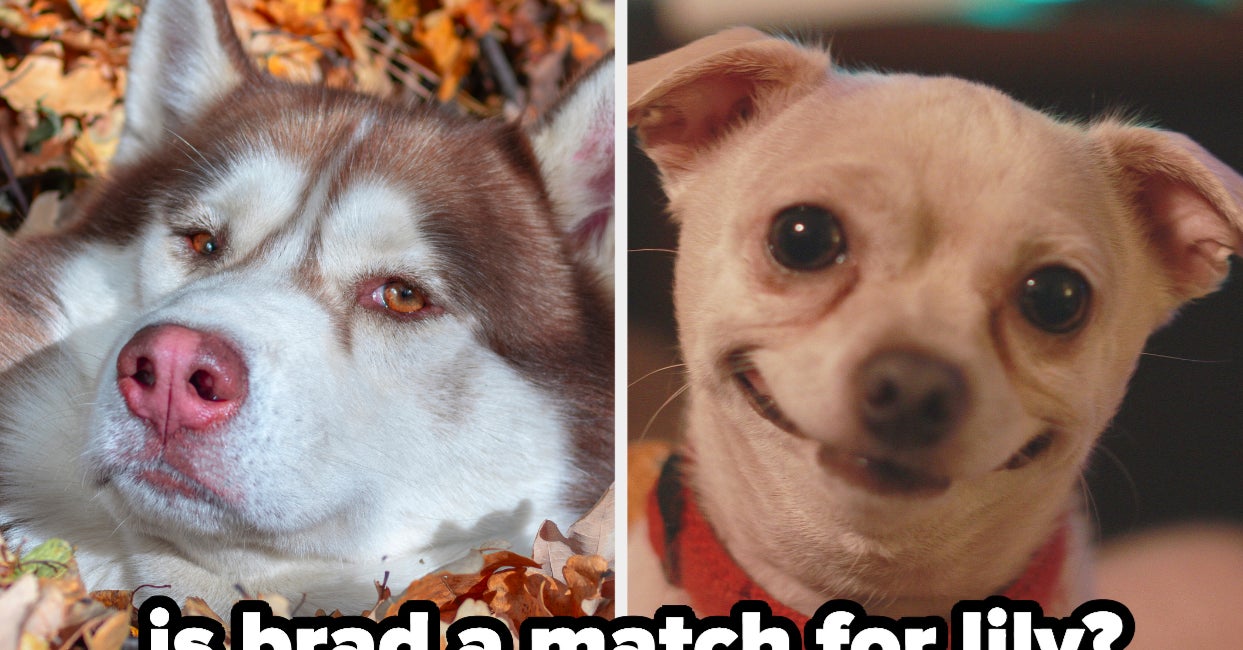 Quiz Where You Pick A Date For Some Dogs
