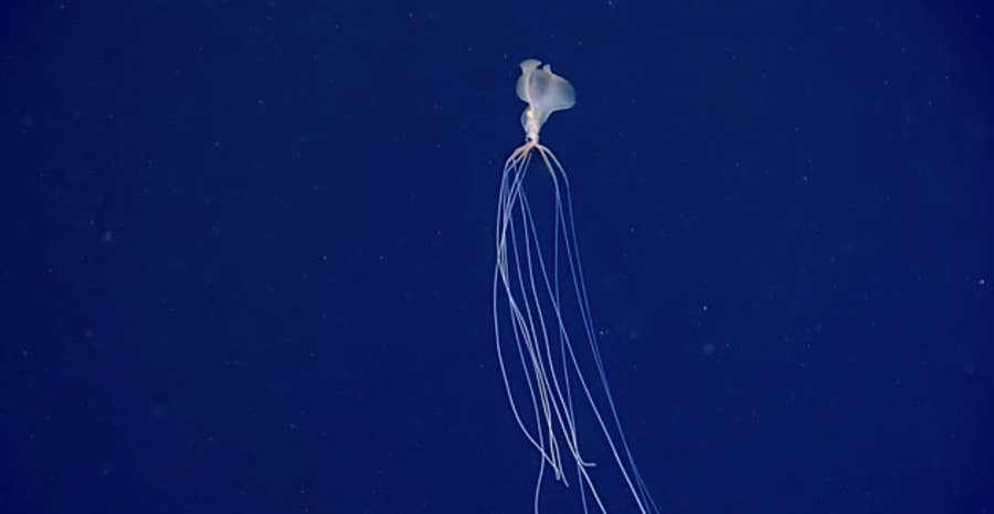 animals with multiple arms