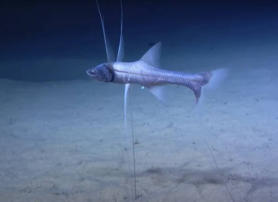 animals with multiple arms