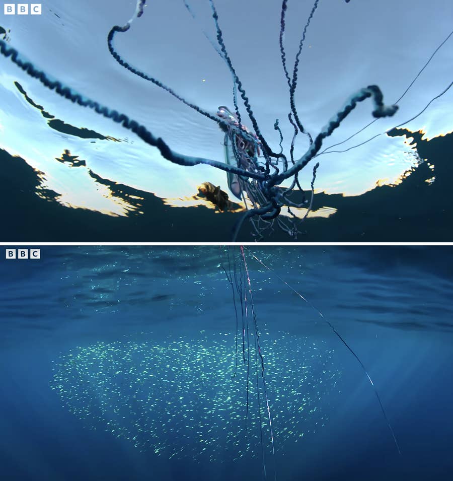 animals with multiple arms