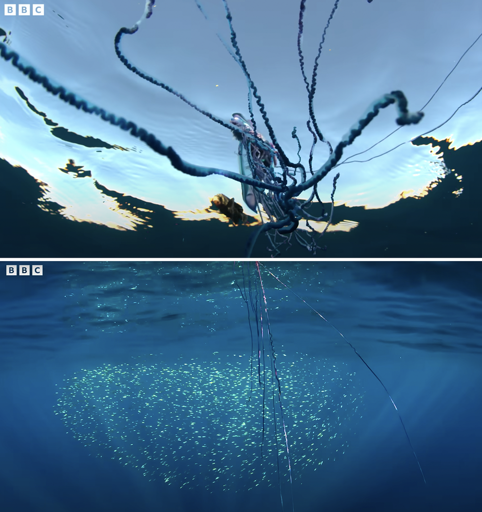 16 Animals With Too Many Arms