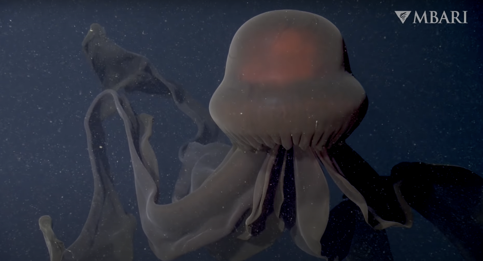 16 Animals With Too Many Arms