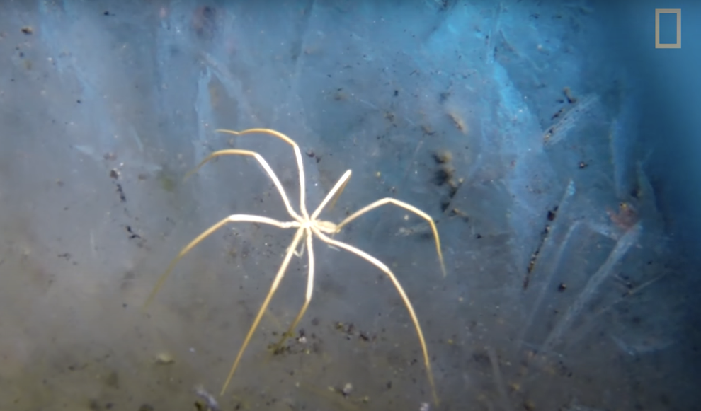 16 Animals With Too Many Arms