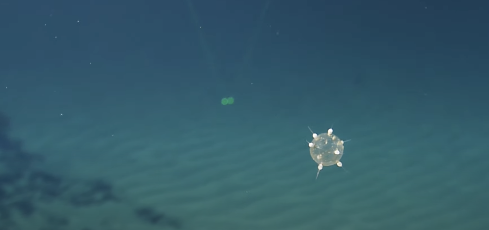 16 Animals With Too Many Arms