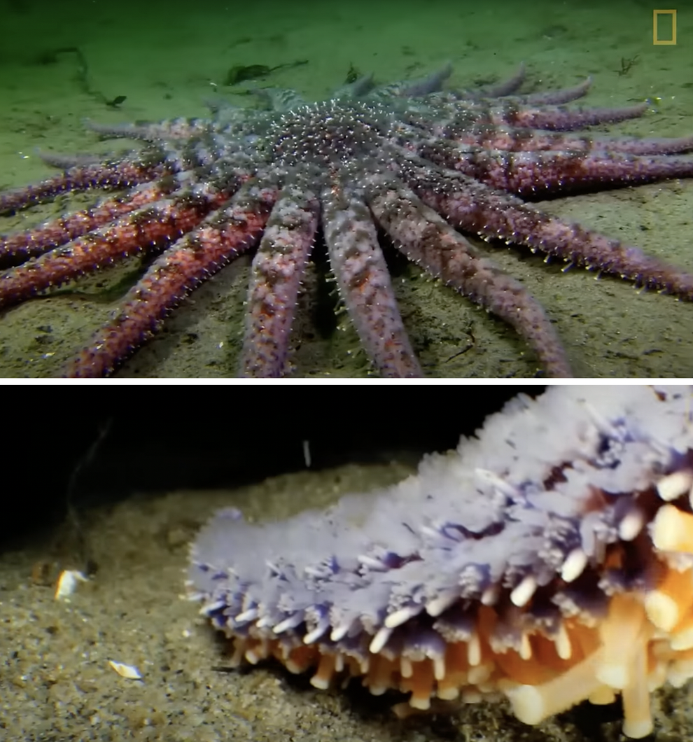 16 Animals With Too Many Arms