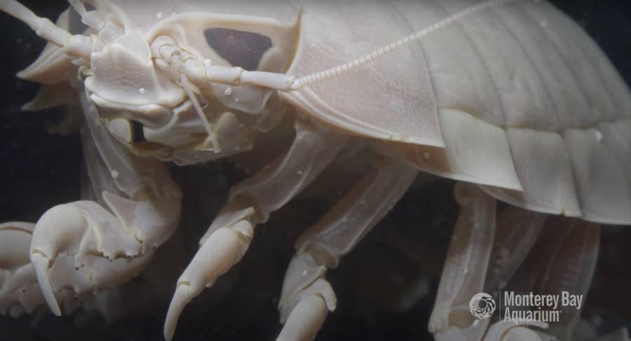 animals with multiple arms