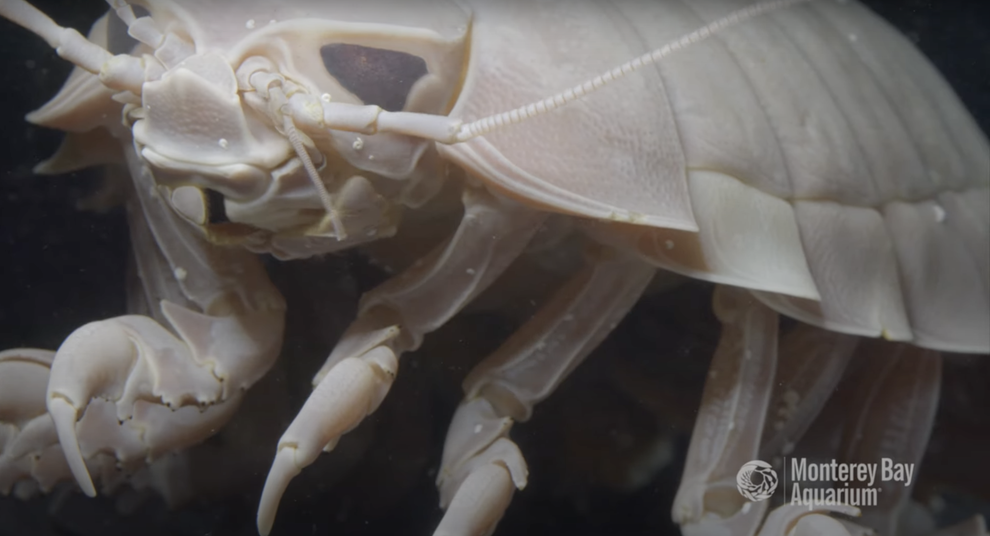 16 Animals With Too Many Arms