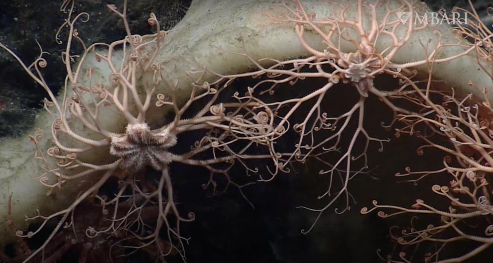 16 Animals With Too Many Arms