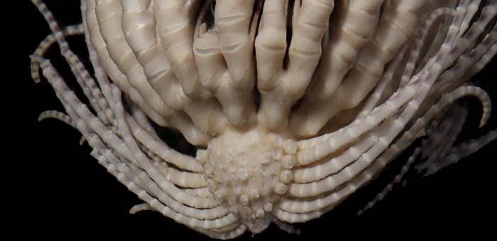 animals with multiple arms