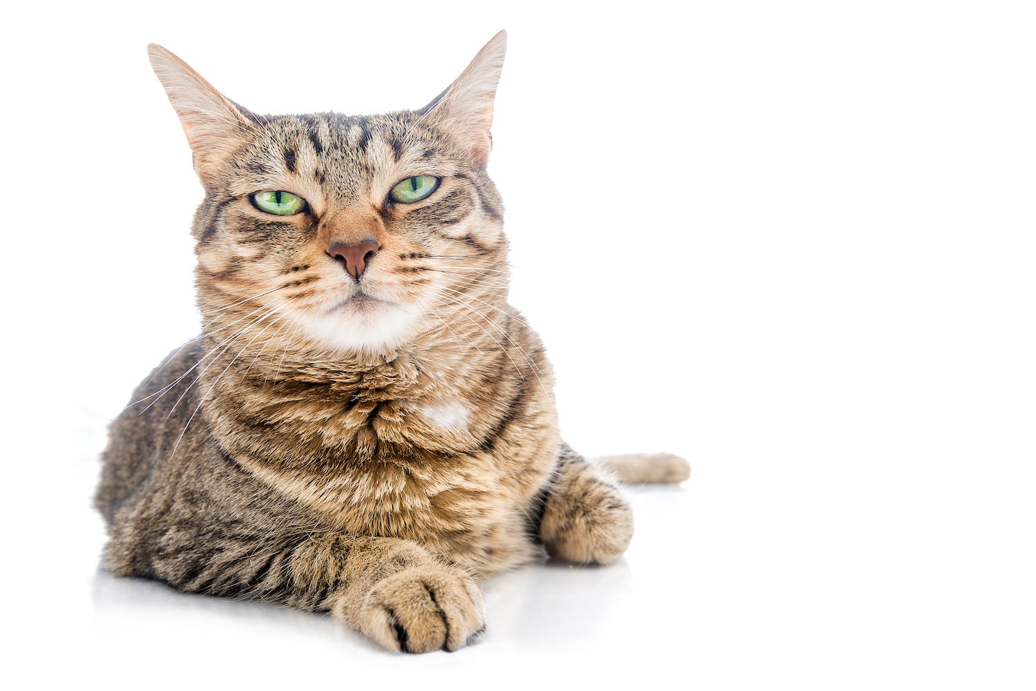 Reddit Shares Terrible Pet Names
