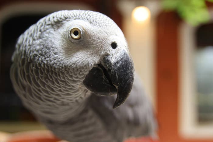 Drunken Duo Who Tortured, Killed Pet Parrot Sentenced To 25 Months In ...