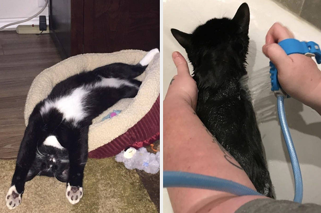 26 Products For Cat Owners With Thousands Of 5-Star Reviews For A Reason