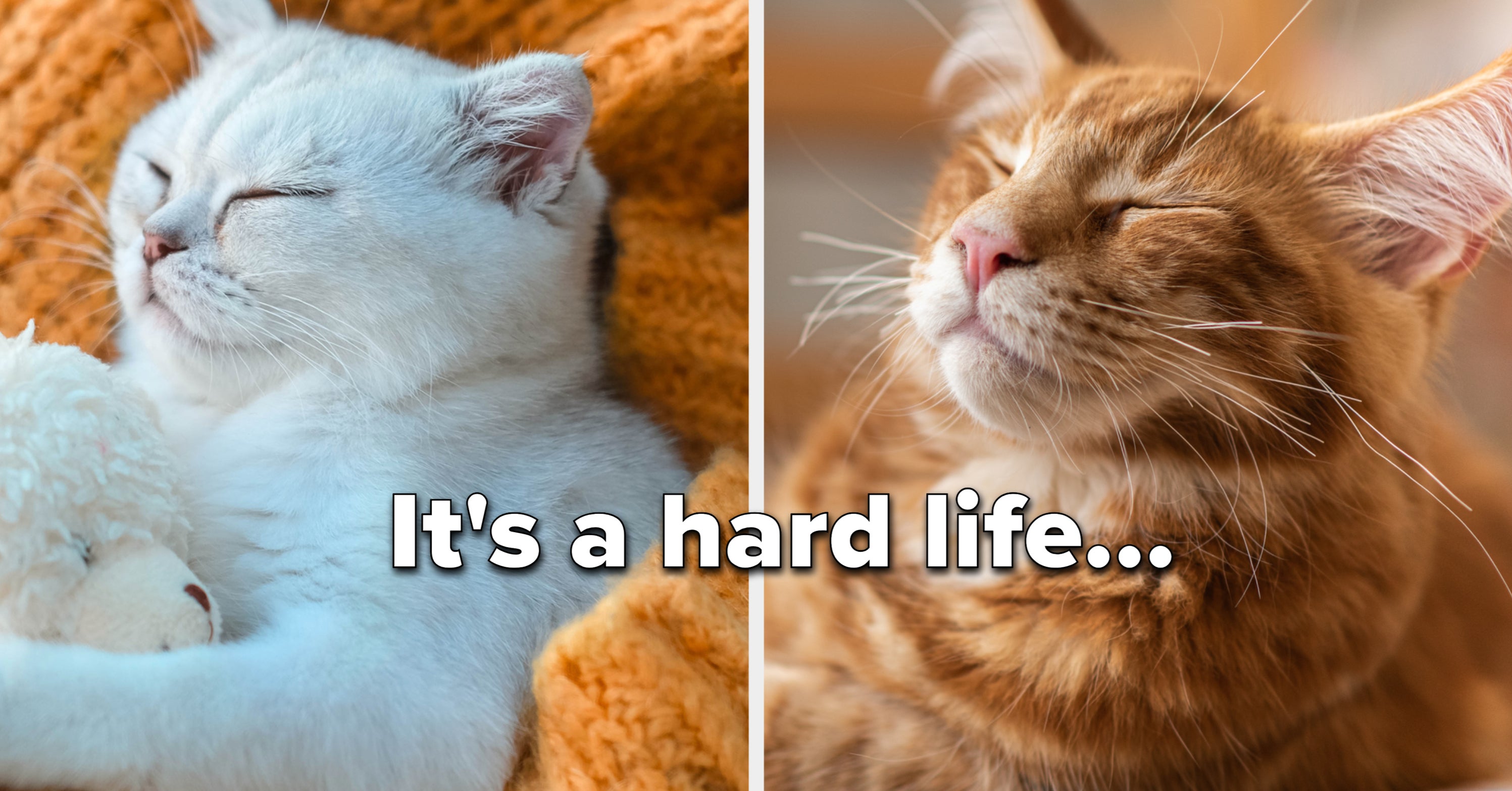 Do You Have What It Takes To Be A Cat?