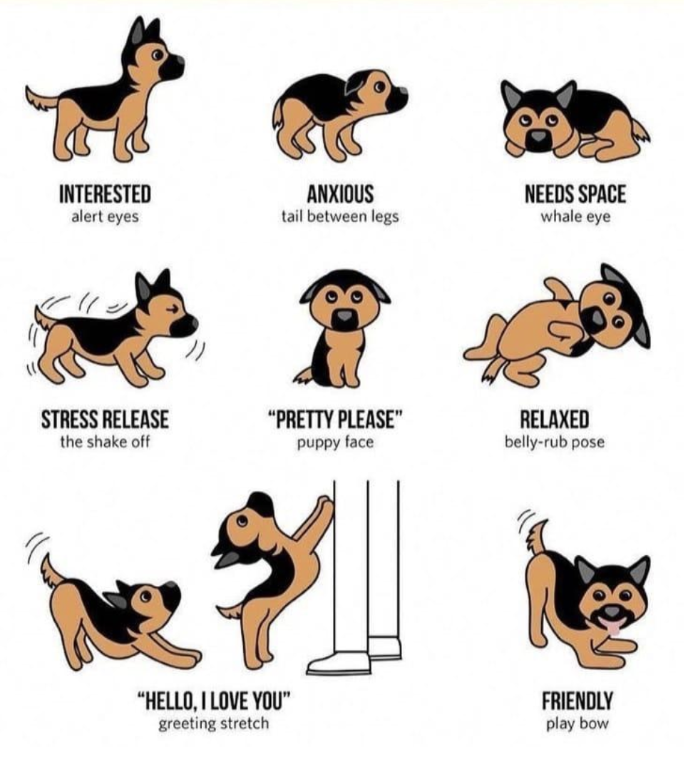 Charts That Will Teach Dog Lovers Surprising Facts