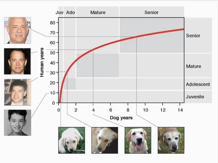 Charts That Will Teach Dog Lovers Surprising Facts