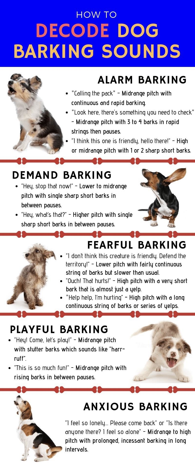 Charts That Will Teach Dog Lovers Surprising Facts