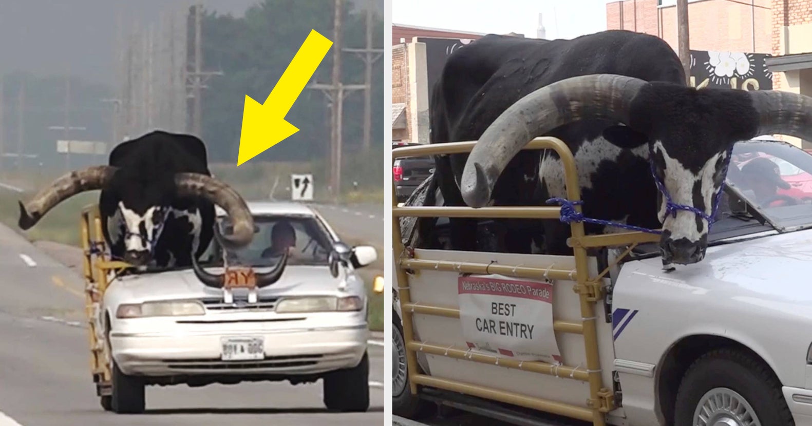 Twitter Reacted To A Bull Named Riding Shotgun In A Car