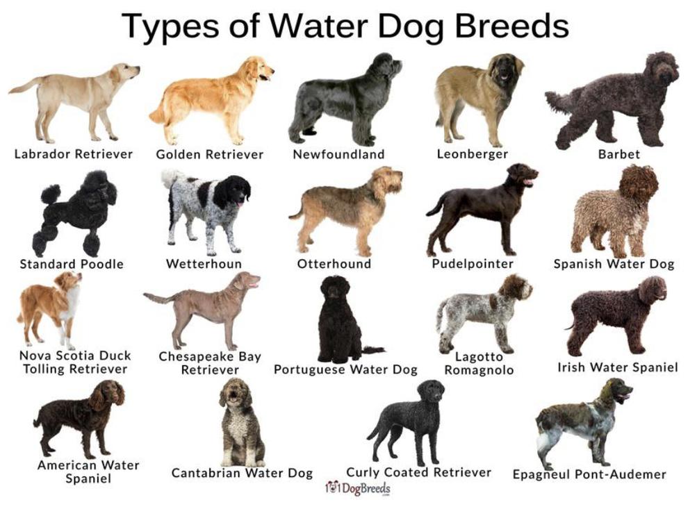Charts That Will Teach Dog Lovers Surprising Facts