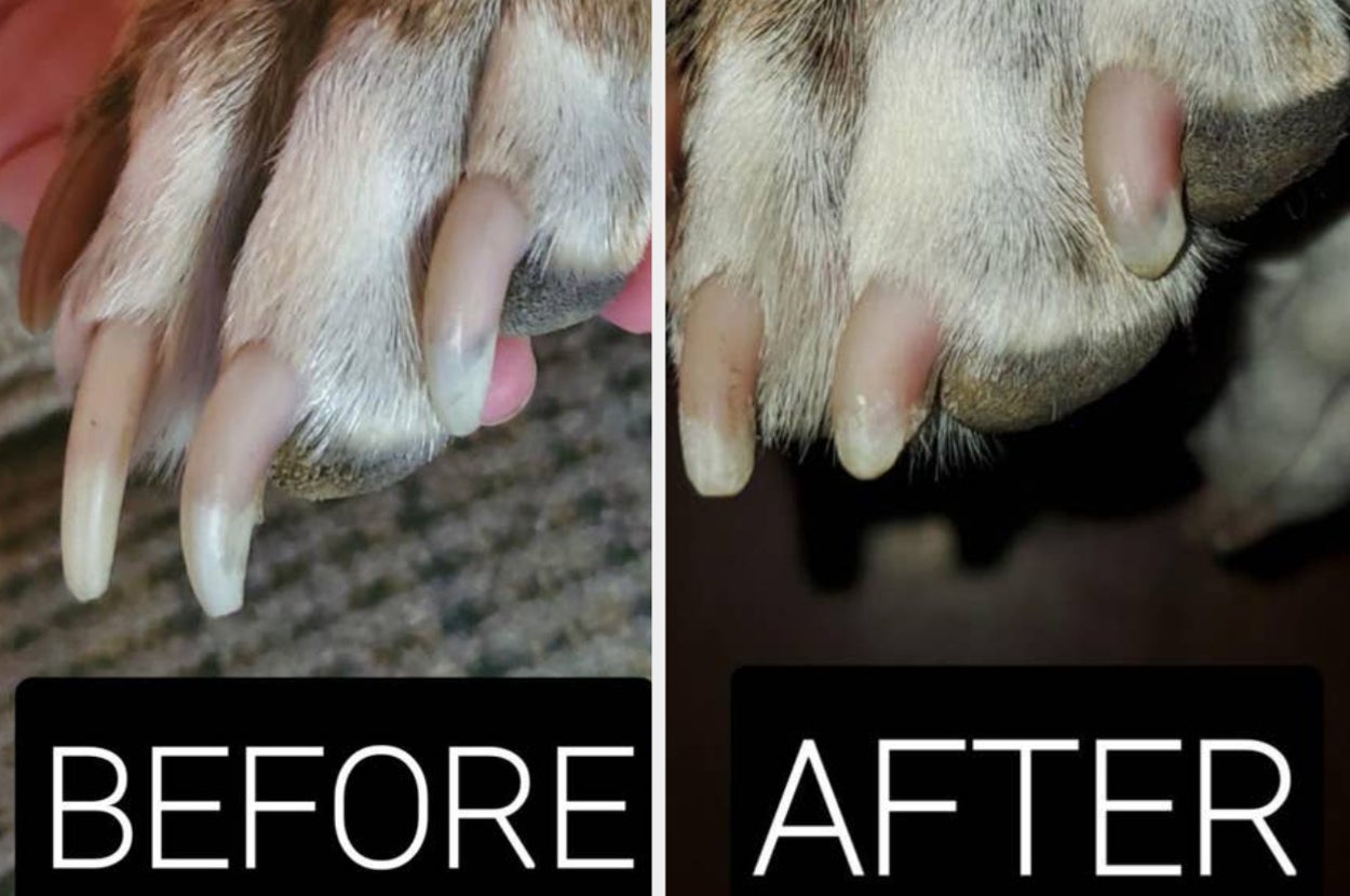 Woof Woof: Your Dog Wants You To See The Before And After Photos For ...