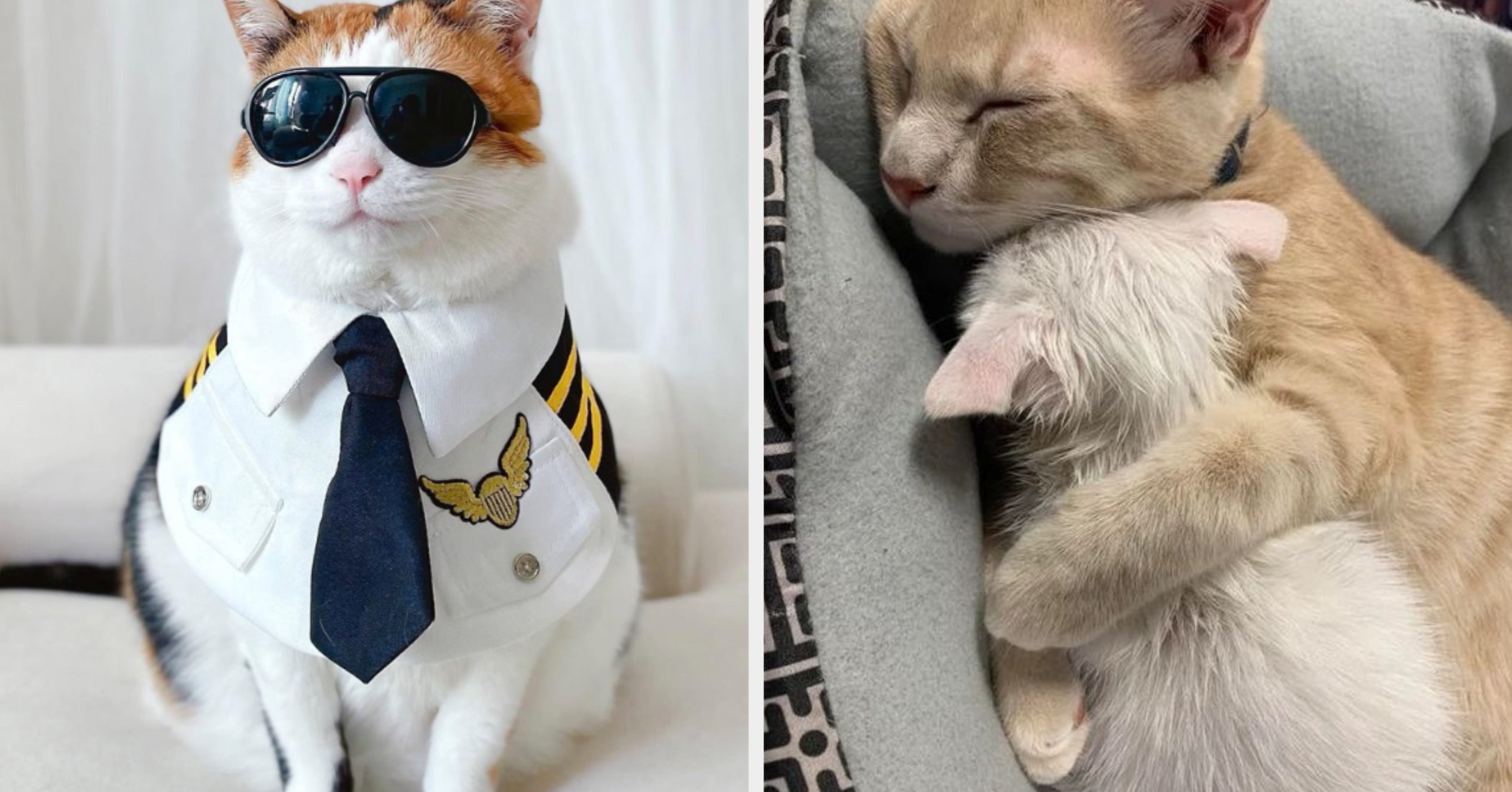 19 Adorable Photos That Will Make You Want To Get A Cat - TrendRadars