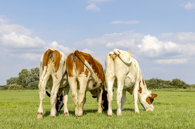 Woman Confirmed Dead Following Cow Attack While Walking Dogs | Complex