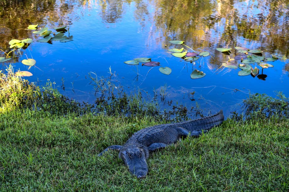 13-Foot Alligator Killed After Being Spotted With Human Remains in Its ...