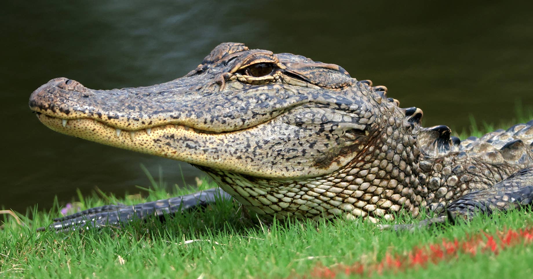 Emotional Support Alligator Denied Entry Into Ballpark | Complex