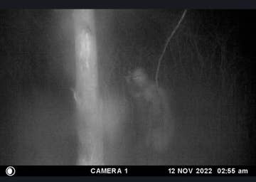 17 Kooky And Spooky Trail Cam Photos